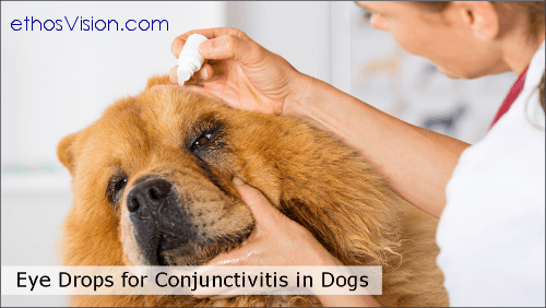 Eye Drops for Conjunctivitis in Dogs-S | ethosVision