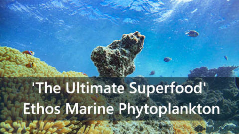 Ethos Marine Phytoplankton Powder | ethosVision Ethos Marine ...